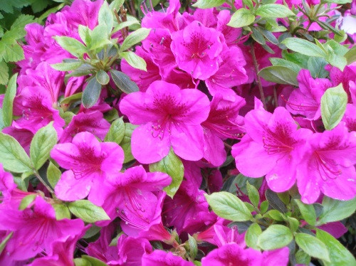 Azalea girard 'Purple' GIRARD'S PURPLE AZALEA | Regular Editor