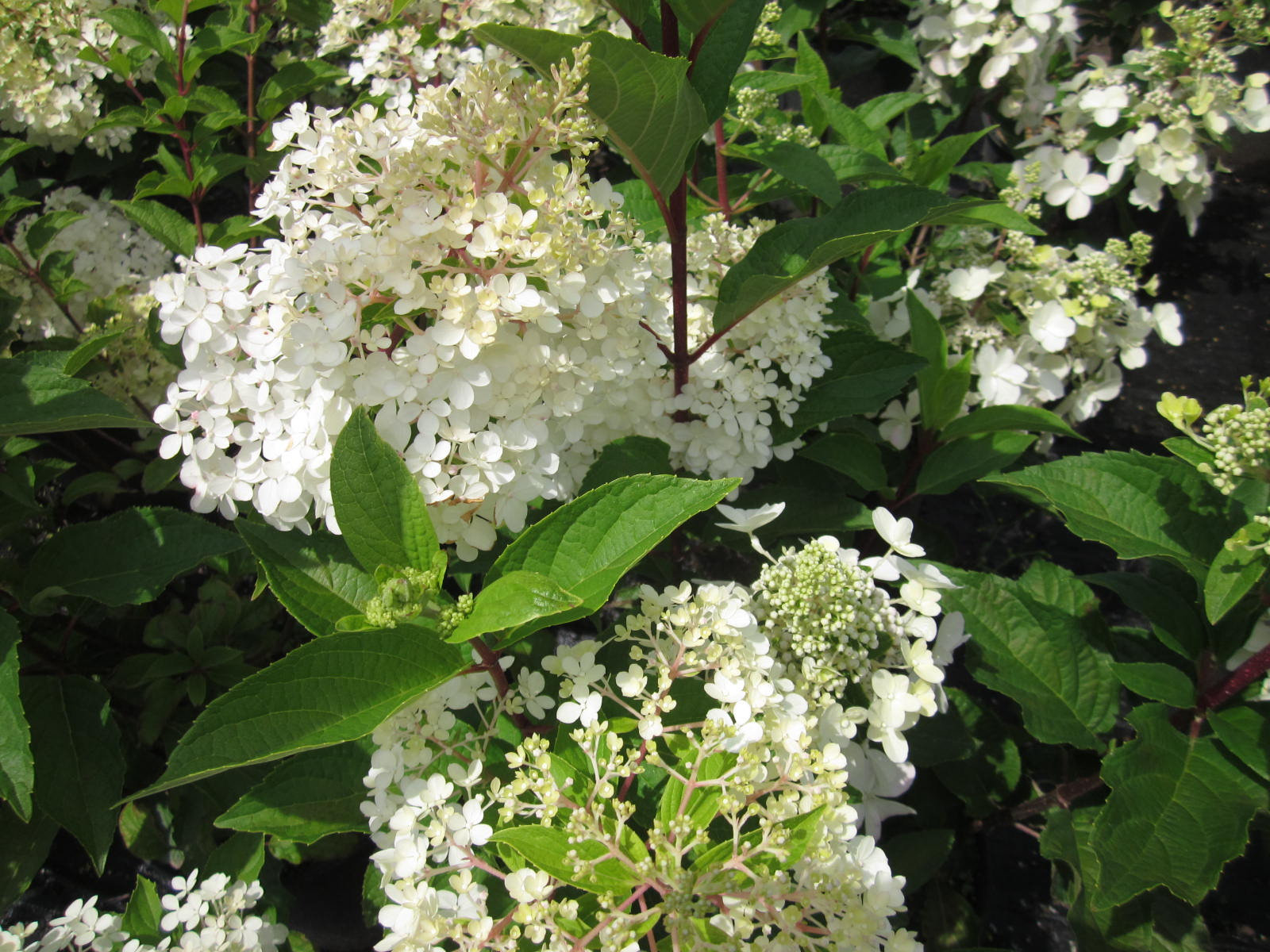 hydrangea-quercifolia-ruby-slippers-ruby-slippers-dwarf-oakleaf-hydrangea