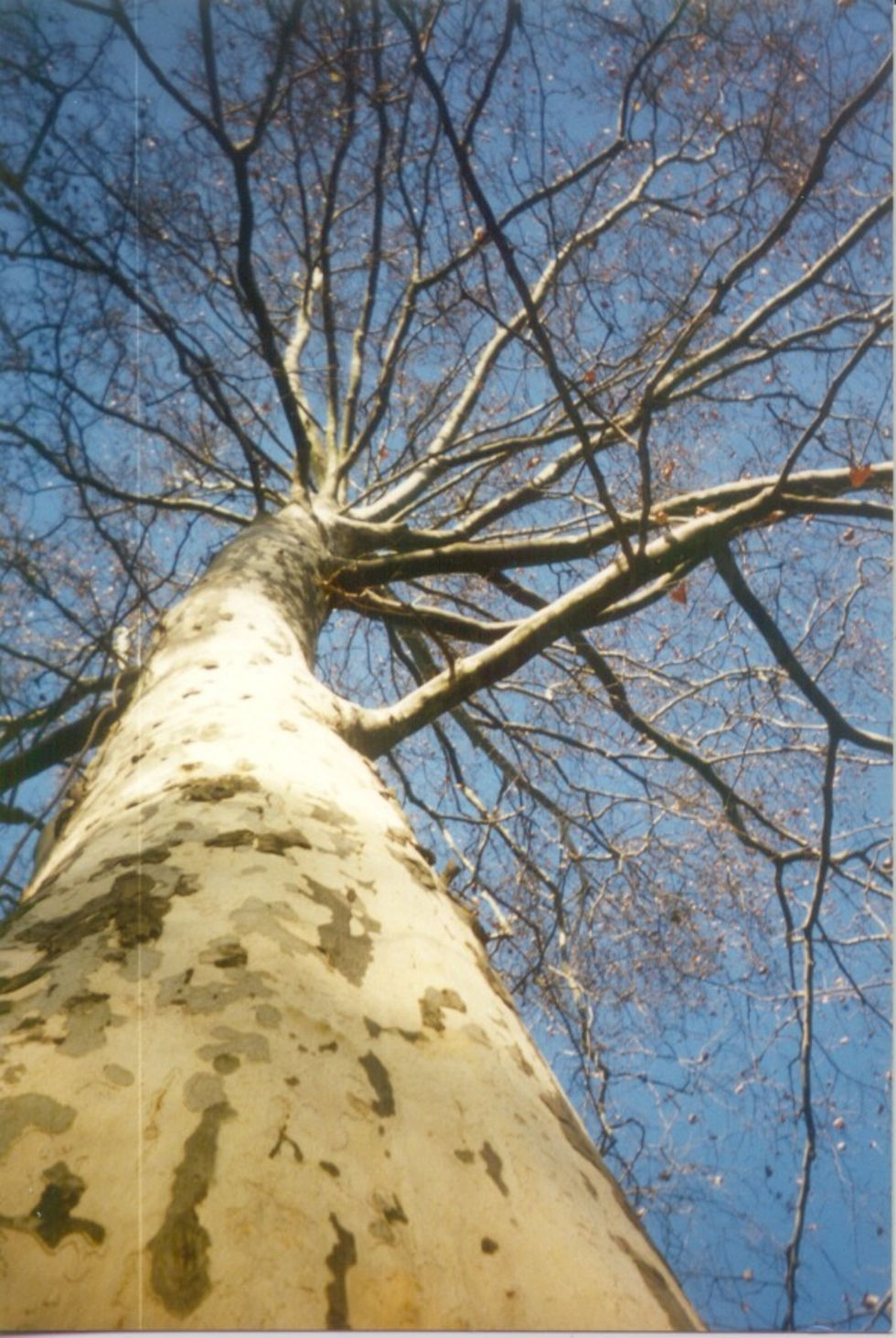 Platanus x acerifolia ‘Bloodgood’ BLOODGOOD LONDON PLANE TREE | Regular ...