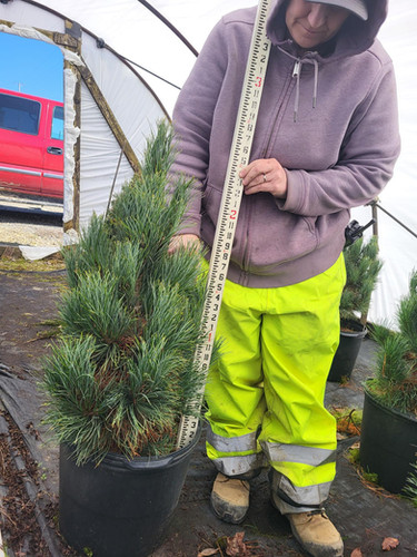 Pinus cembra glauca BLUE SWISS STONE PINE | Regular Editor