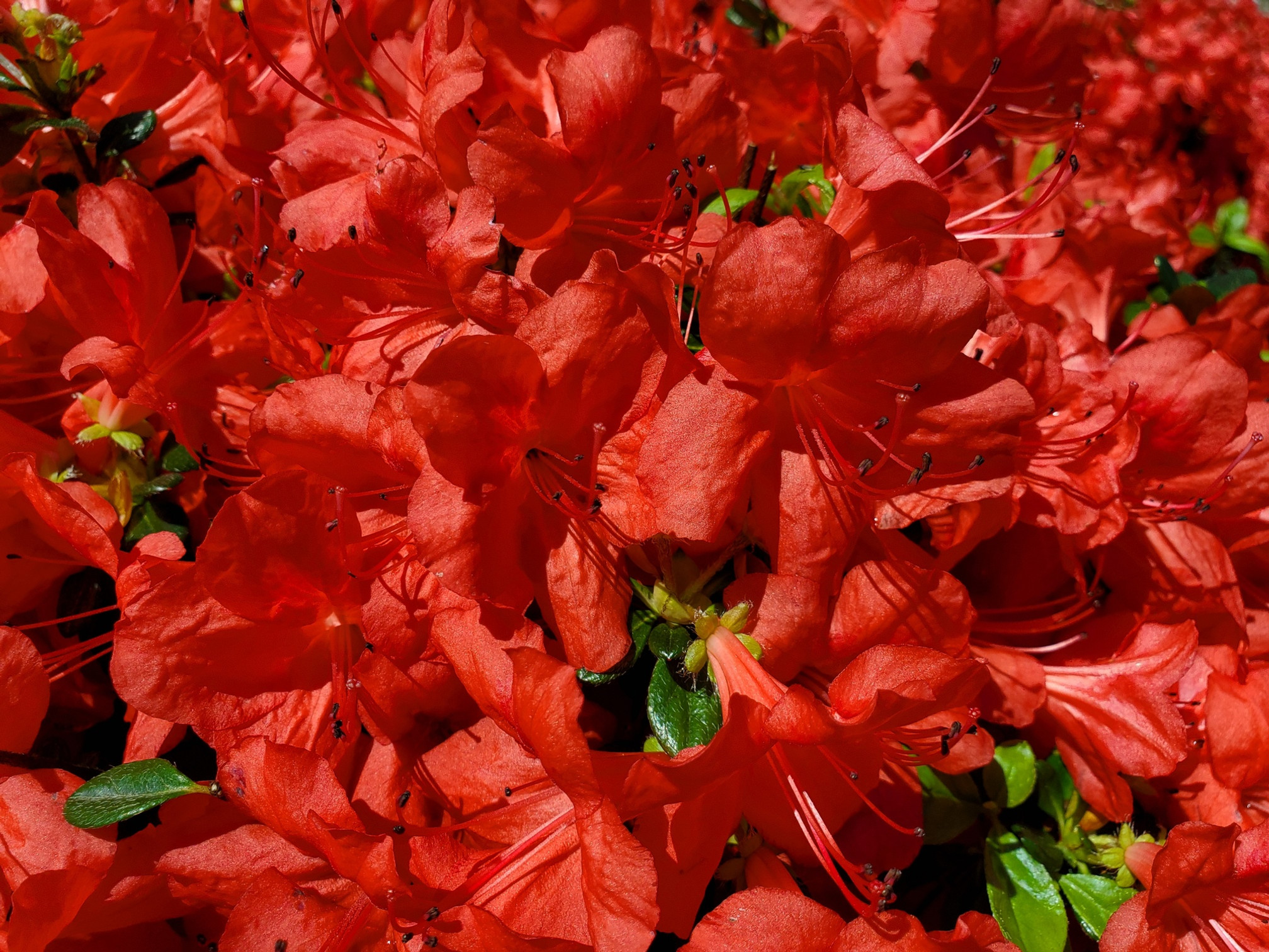 azalea-gable-stewartstonian-stewart-s-azalea