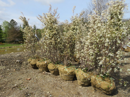 Amelanchier x 'Lamarckii' CLUMP SERVICEBERRY, JUNEBERRY | Regular Editor