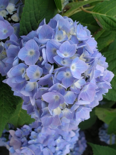 Hydrangea macrophylla 'Bailmer' (PP 15,298) ENDLESS SUMMER® HYDRANGEA ...