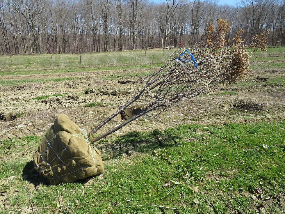 Syringa reticulata (Clump) CLUMP JAPANESE TREE LILAC | Regular Editor