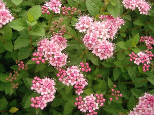 Spiraea japonica 'Alpina' ALPINE or DAPHNE SPIRAEA | Regular Editor