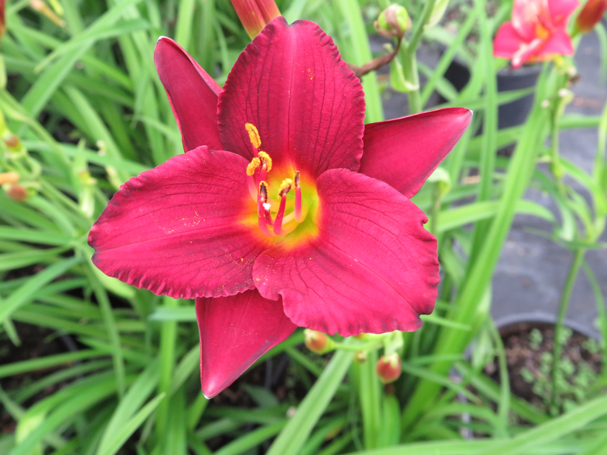 hemerocallis-ruby-stella-ppaf-ruby-stella-daylily