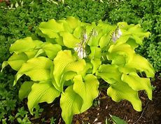 Hosta 'Sun Power' SUN POWER HOSTA | Regular Editor