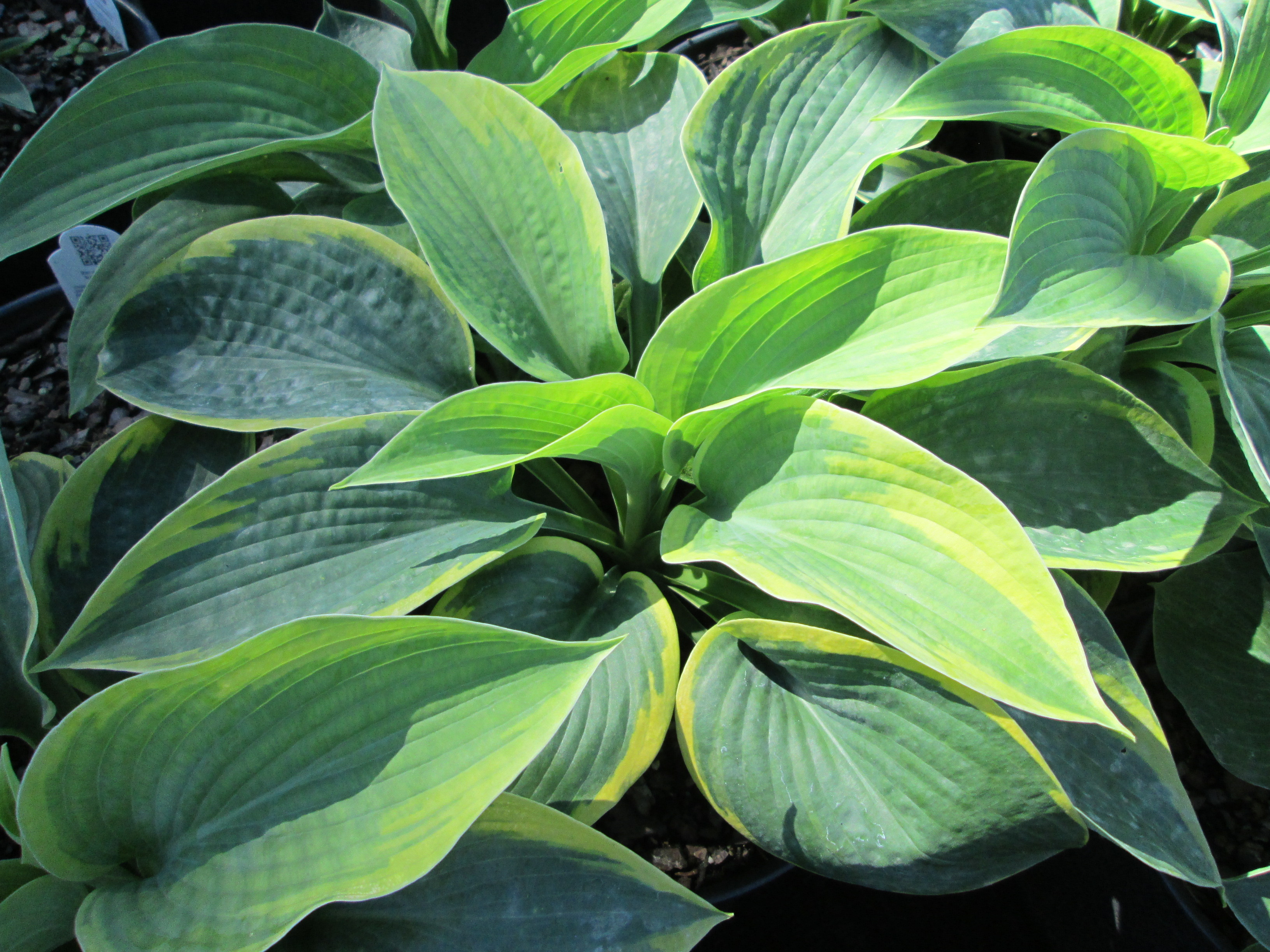 hosta-sieboldiana-frances-williams-frances-williams-hosta