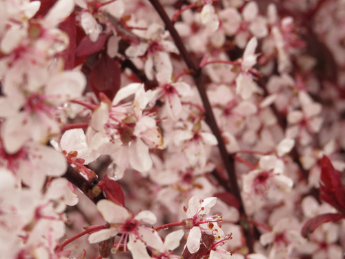 Prunus x cistena PURPLELEAF SANDCHERRY/ CISTENA PLUM | Regular Editor