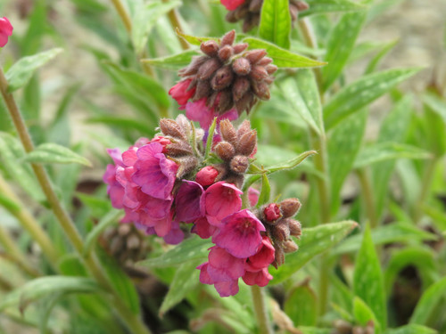 Pulmonaria 'Raspberry Splash' (PP 12,138) RASPBERRY SPLASH LUNGWORT ...