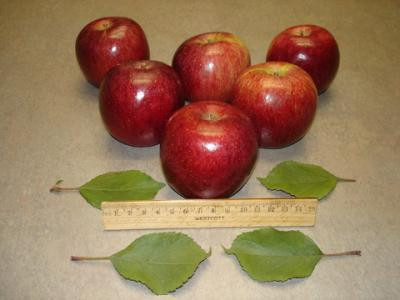 Malus 'CO-OP31' (PP 20,437) WINECRISP® APPLE TREE | Regular Editor