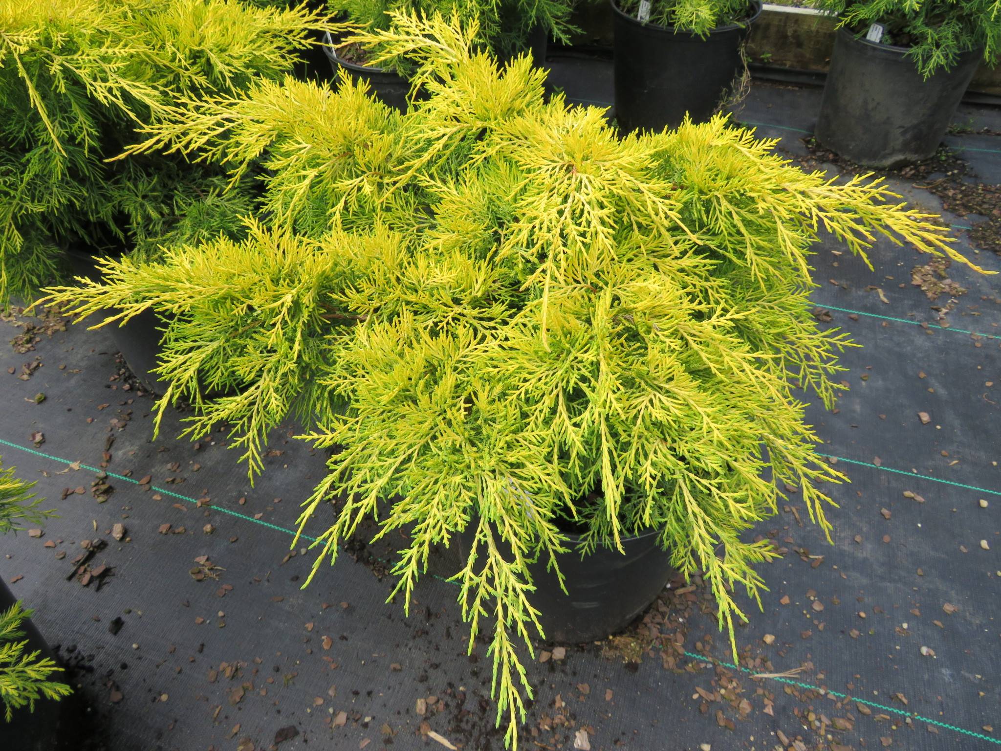 juniperus-chinensis-saybrook-gold-pp-5-014-saybrook-gold-juniper