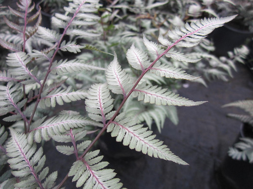 Athyrium 'Godzilla' (Giant Japanese Painted Fern) GODZILLA JAPANESE ...