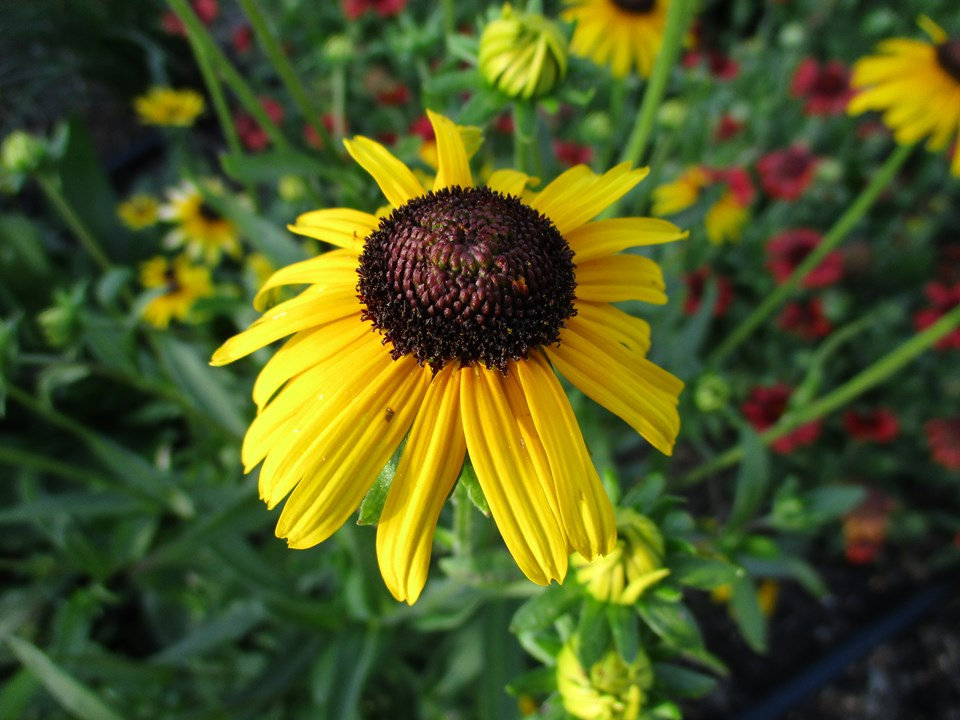 rudbeckia-fulgida-var-speciosa-viette-s-little-suzy-pp-8-867-viette-s-litt