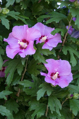 Hibiscus syriacus 'Minerva' MINERVA ROSE-OF-SHARON | Regular Editor