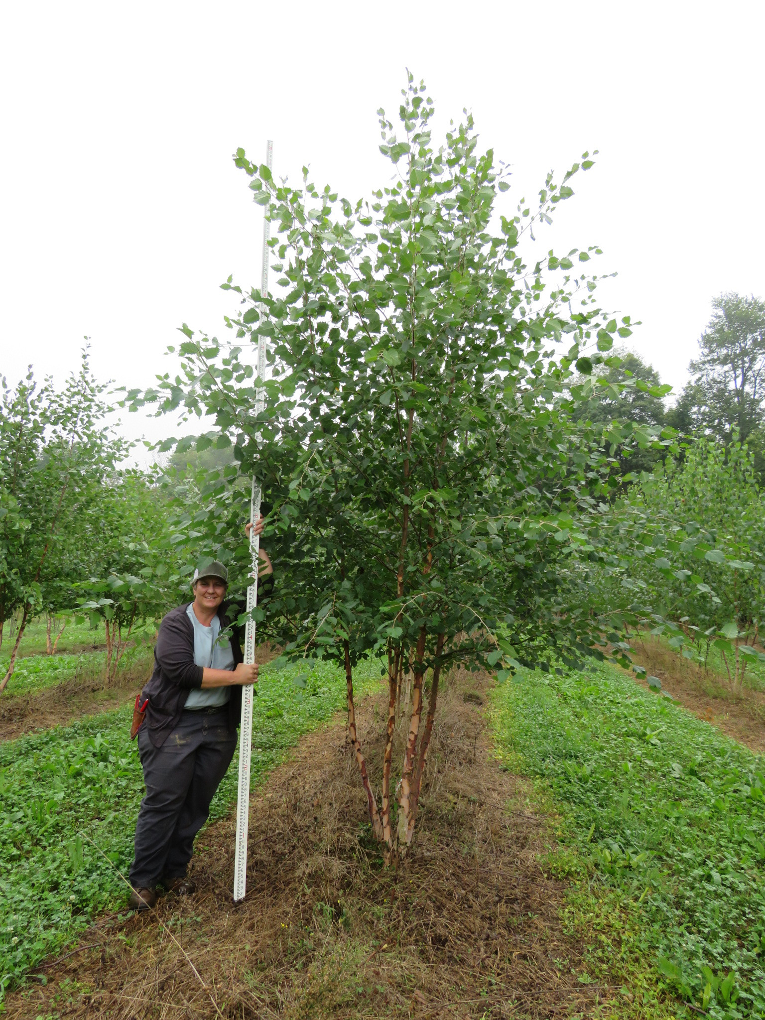 betula-nigra-native-river-birch