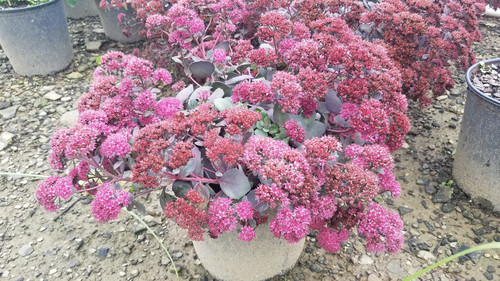 Sedum 'Dazzleberry' (PP 22,457) SunSparkler® Series DAZZLEBERRY ...