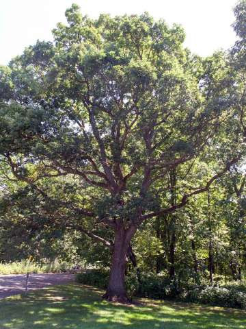 Quercus alba WHITE OAK | Regular Editor