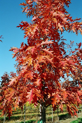 Quercus rubra ‘Red Oak’ RED OAK | Regular Editor