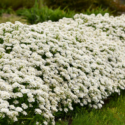 Iberis sempervirens 'Alexander's White' ALEXANDER'S WHITE CANDYTUFT ...