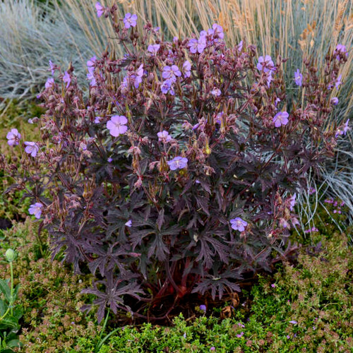Geranium pratense 'Dark Reiter' DARK REITER CRANESBILL | Regular Editor