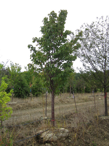 Prunus sargentii 'JFS-KW58’ PINK FLAIR® CHERRY TREE | Regular Editor
