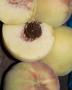 prunus-polly-polly-peach