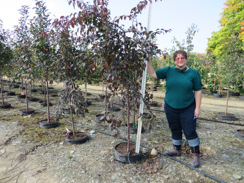 Malus 'Bailears' (PP 22,001) RUBY TEARS™ WEEPING CRABAPPLE | Regular Editor