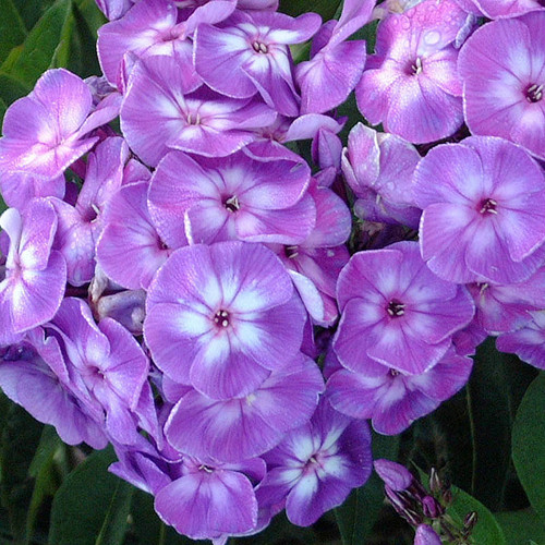 Phlox paniculata 'Laura' LAURA PURPLE GARDEN PHLOX | Regular Editor
