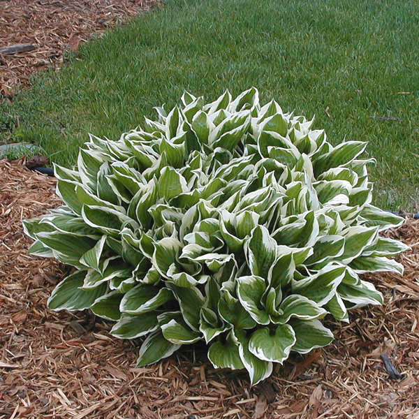 hosta-undulata-albo-marginata-silver-edge-hosta