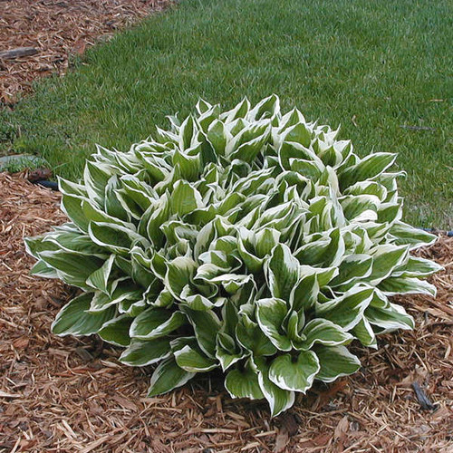Hosta undulata 'Albo Marginata' SILVER EDGE HOSTA | Regular Editor