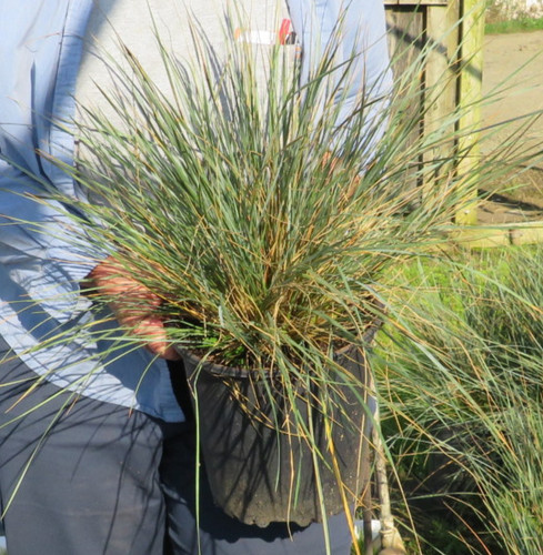 Helictotrichon sempervirens BLUE OAT GRASS | Regular Editor