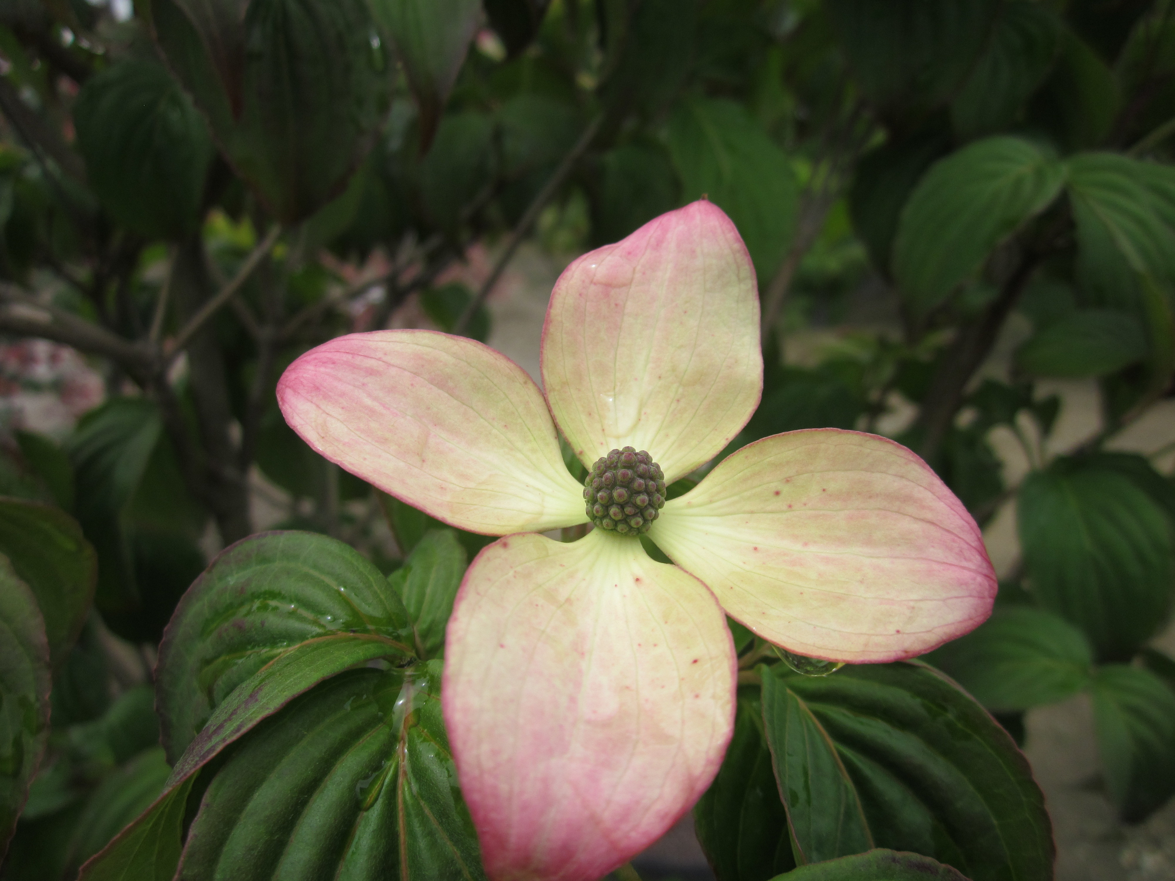 cornus-kousa-chinensis-heart-throb-pp-9-283-heart-throb-kousa-dogwood