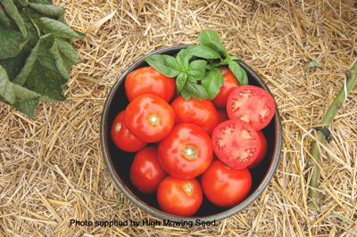 tomato-rutger-s-rutger-s-tomato