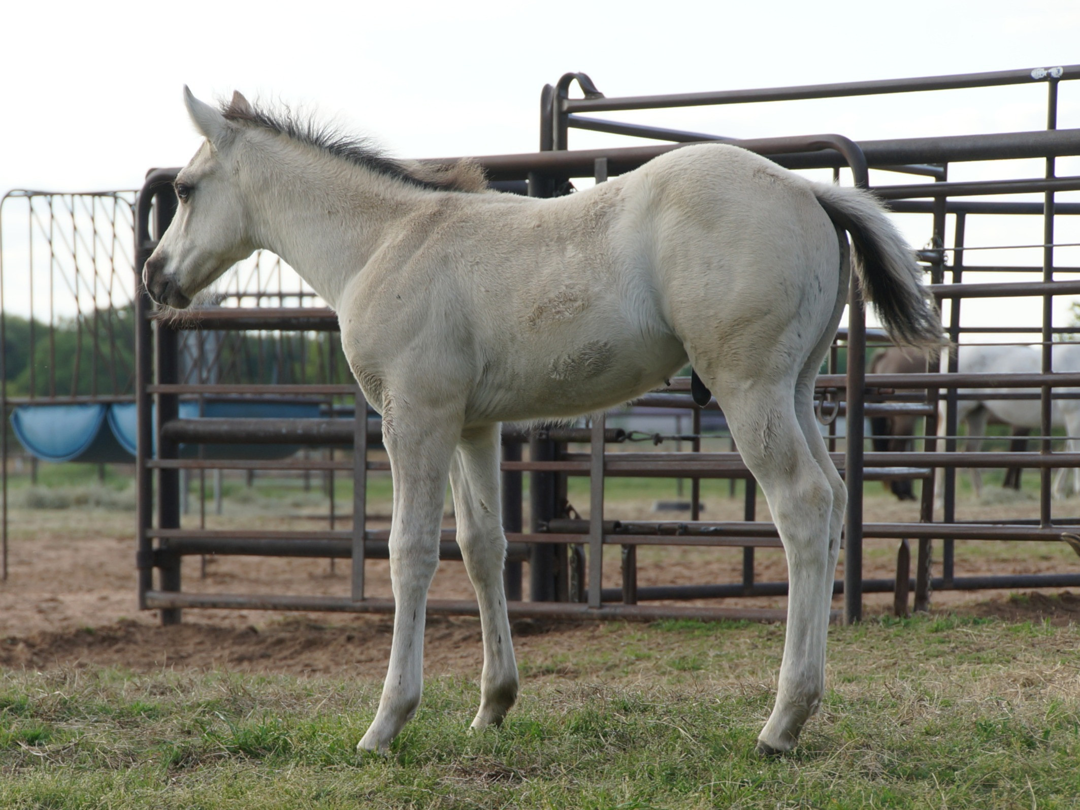 Thor | Corbett Creek Ranch