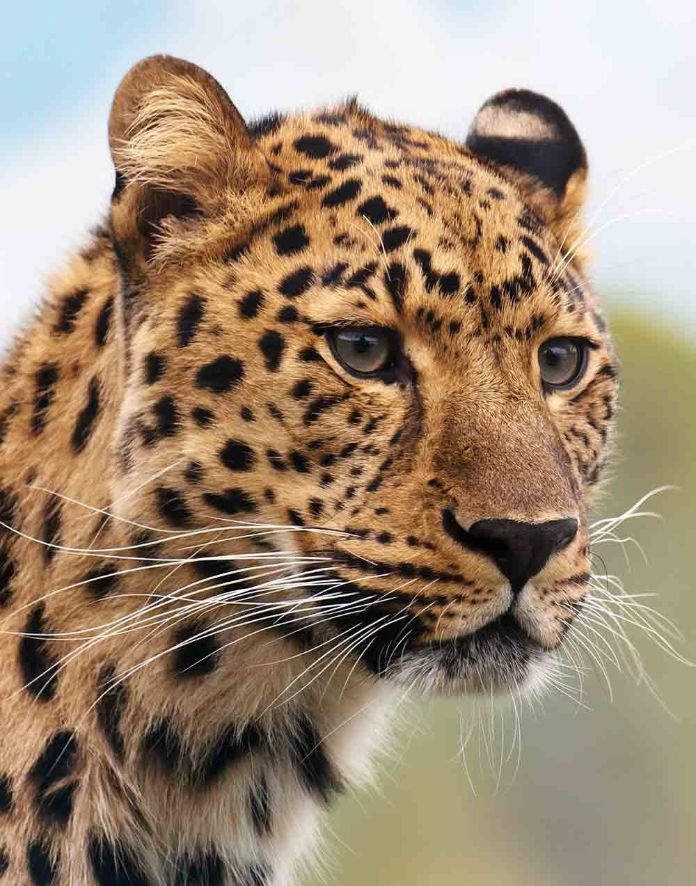 Why Bushwise? | Leading Field Guide & Conservation Training