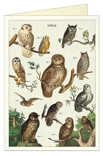 Owl Chart Greeting Card | Rabbit Island
