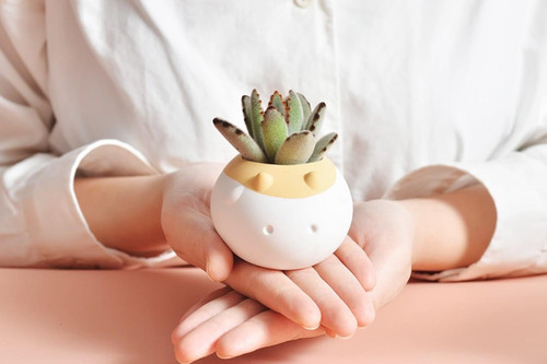 Ox Planter | Rabbit Island