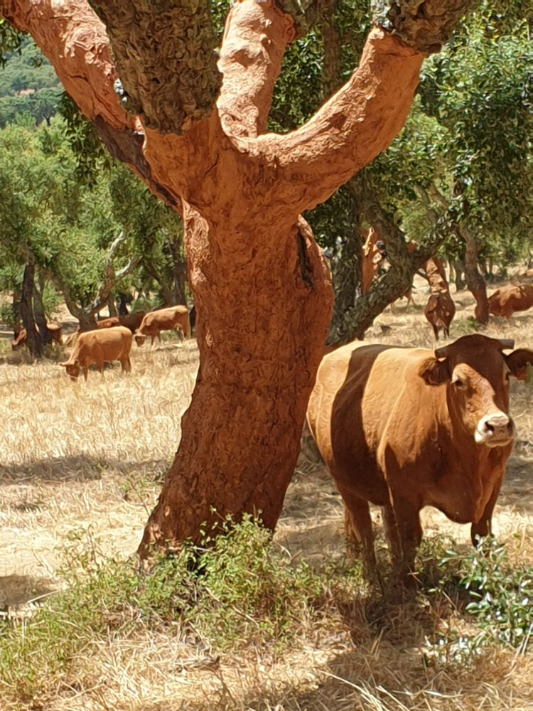 Where Does Cork Come From?