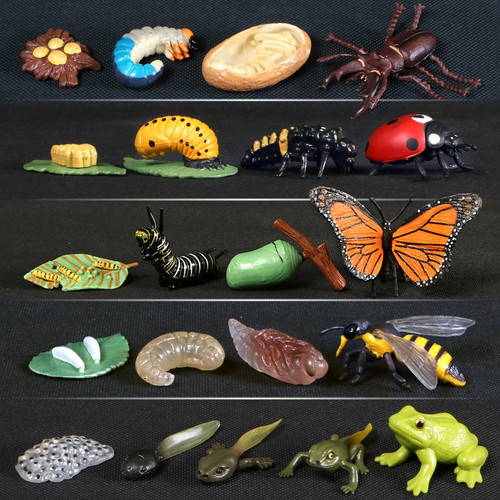 Life Cycle Bee Ladybug Spider Life Cycle Models | Streamline Learning