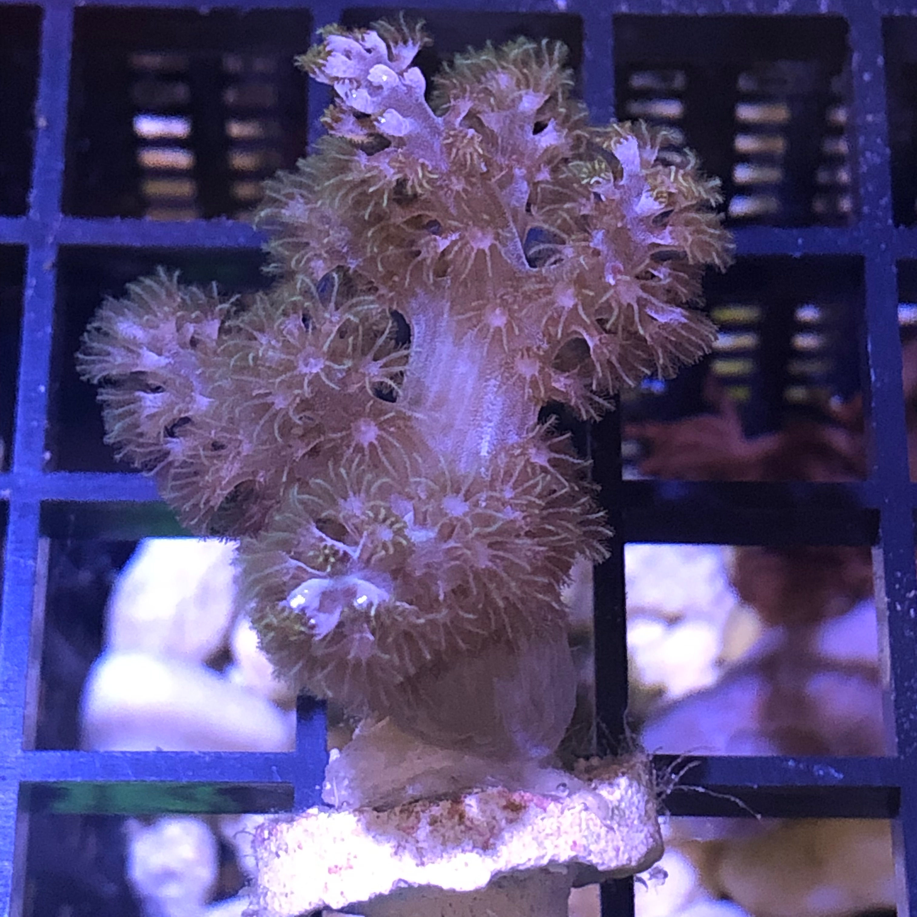 Soft Corals for your Reef - Capnella sp.