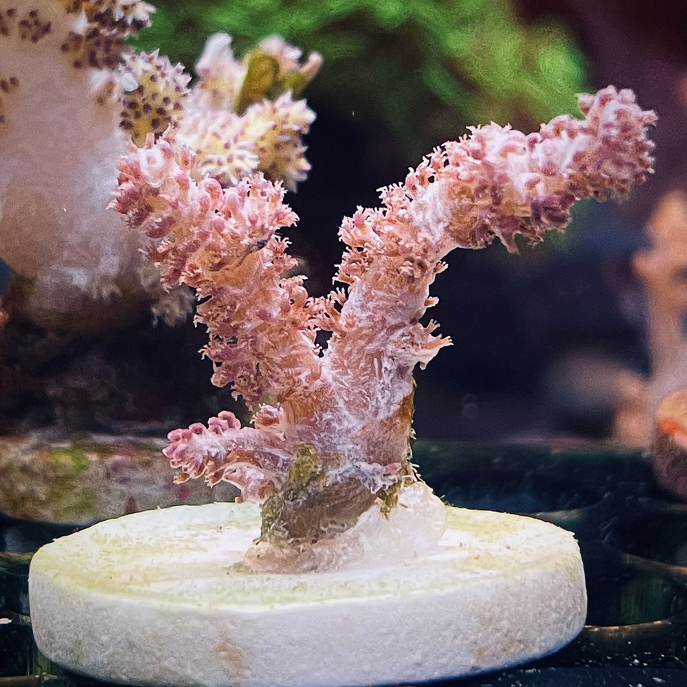 Soft Coral Rarity - Stereonephthya
