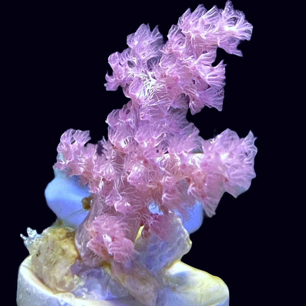 All Corals | Marine Farmers Inc