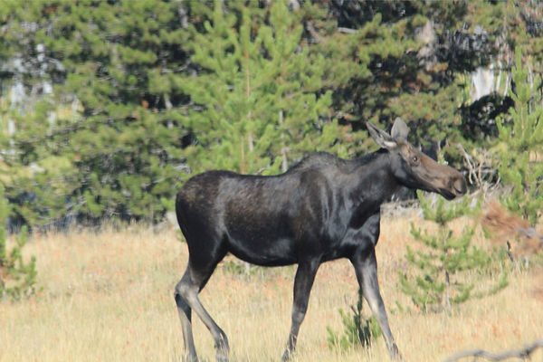 Yellowstone Tours From Jackson Hole