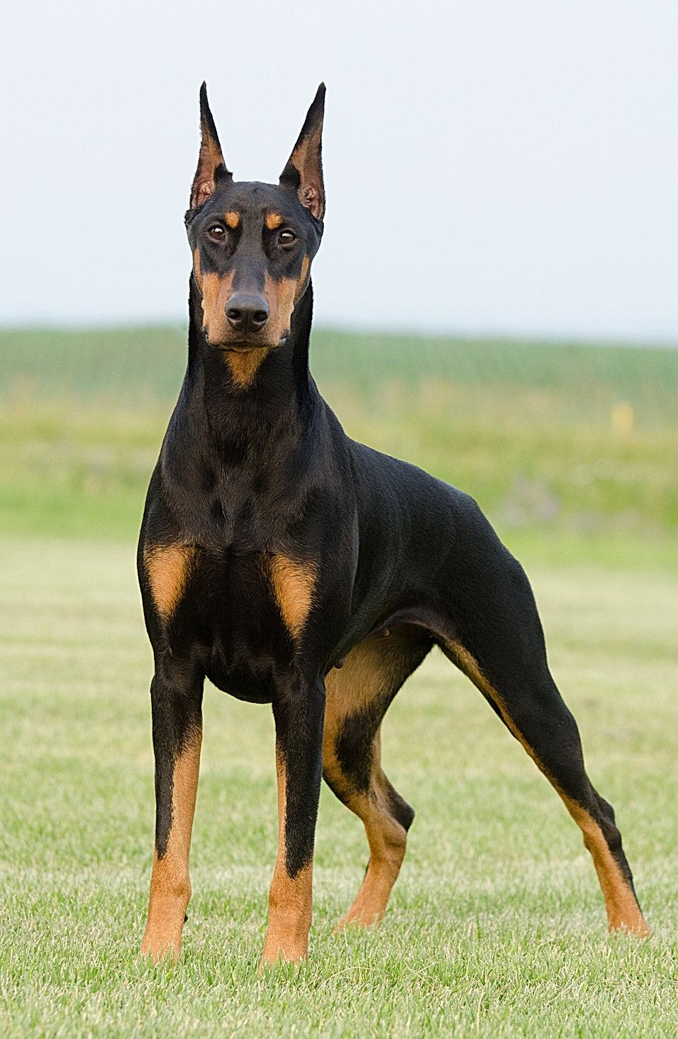 Doberman Pinscher Breeder in North Dakota | Wishek | DeMor Dobermans