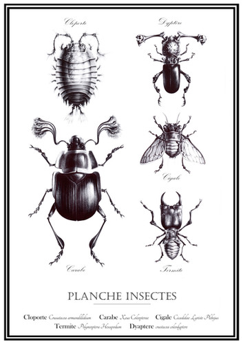 PLANCHE INSECTES - 30CM X 40CM | etienne viollet