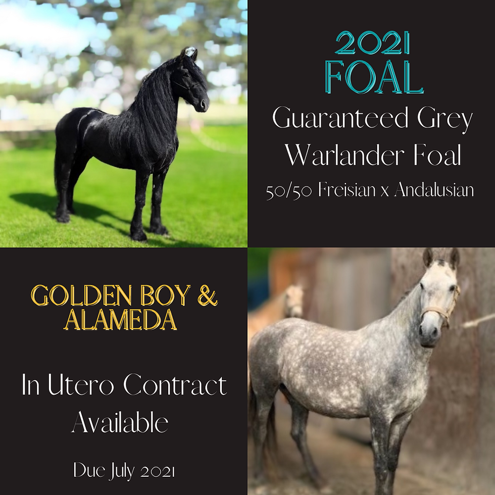 Grey 2021 Warlander Baby!!!