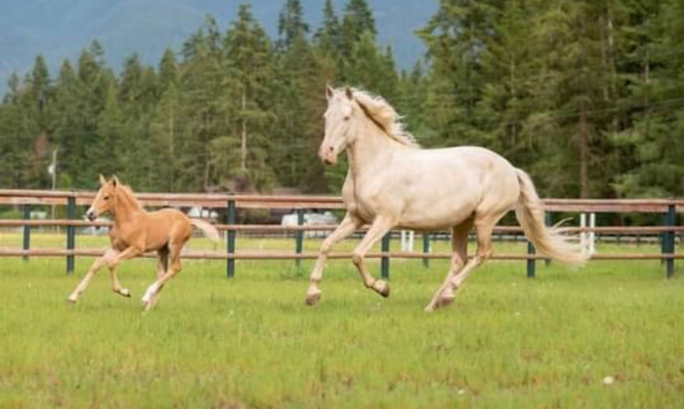 Meet the Mares | Soul Wind Horses
