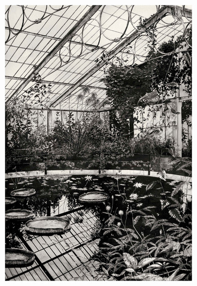 Fujiko Rose | Gallery | Contemporary Art