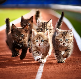 derby kittens